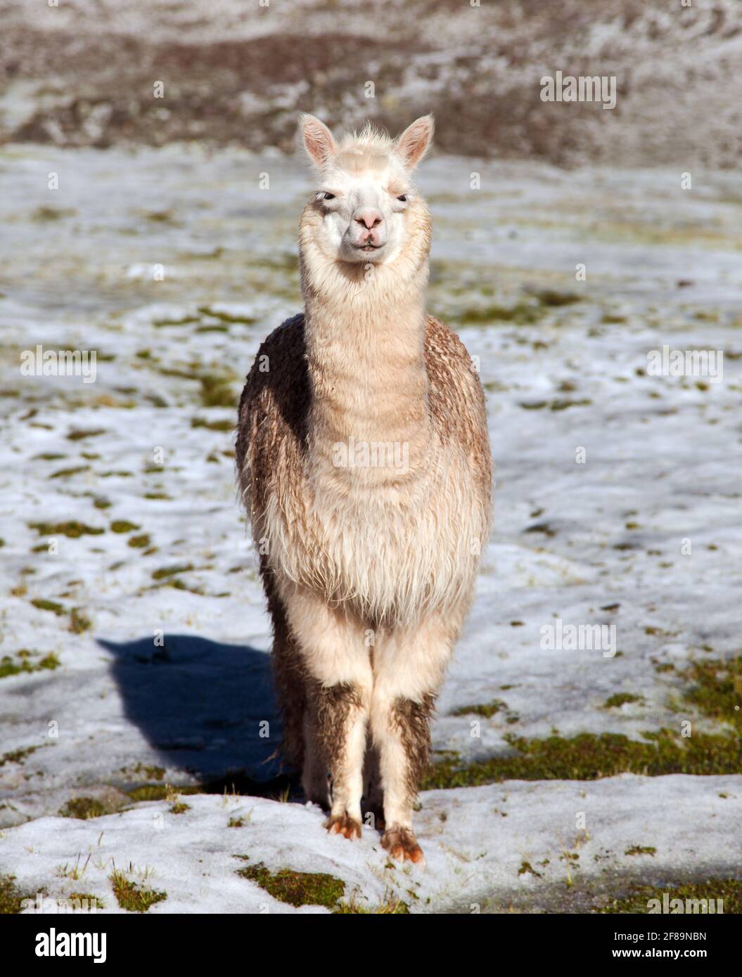 Mammals of the andes hi-res stock photography and images - Alamy