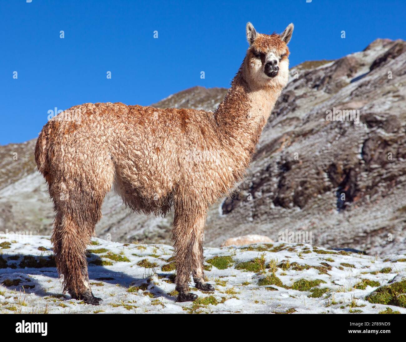 Llama mountain snow hi-res stock photography and images - Alamy
