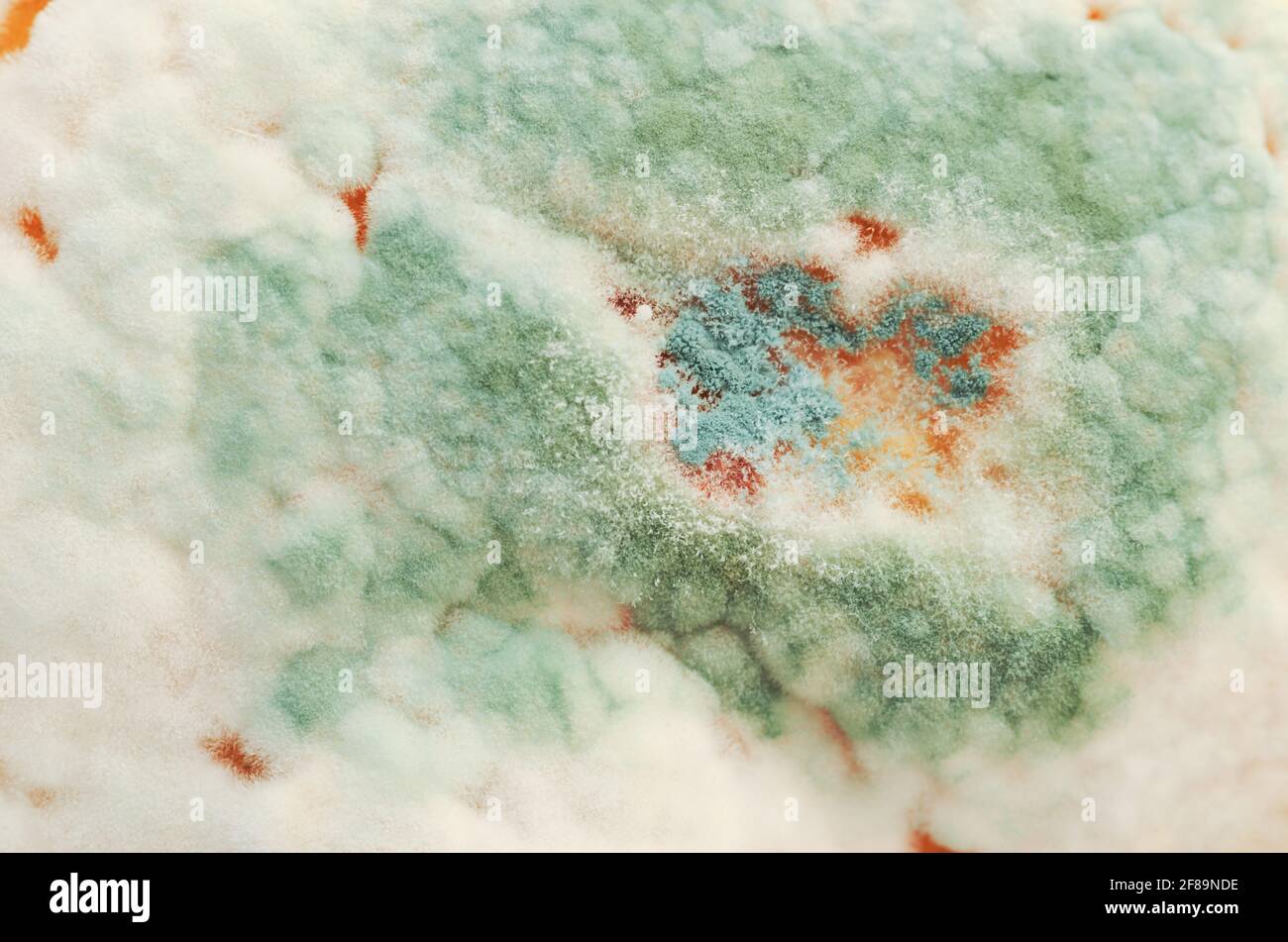 Green mould on a lemon peel. Lemon affected by the fungus Penicillium ...