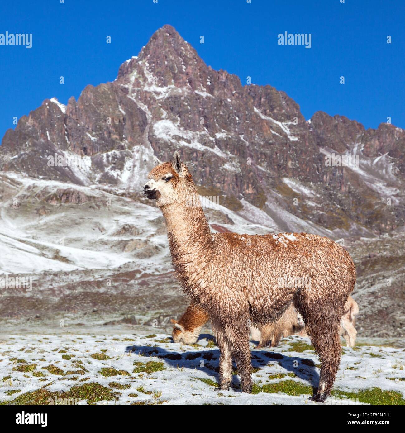 Mountain llama hi-res stock photography and images - Alamy