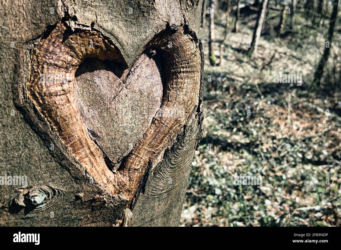 Natural heart formed in the tree trunk. Background of vibrant green ...