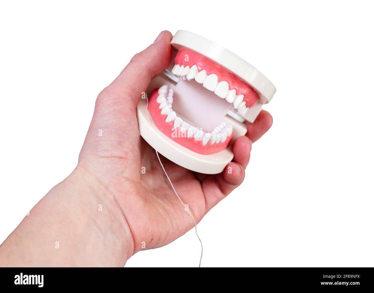 Mock up jaw with teeth holds in hand on white background Stock Photo ...