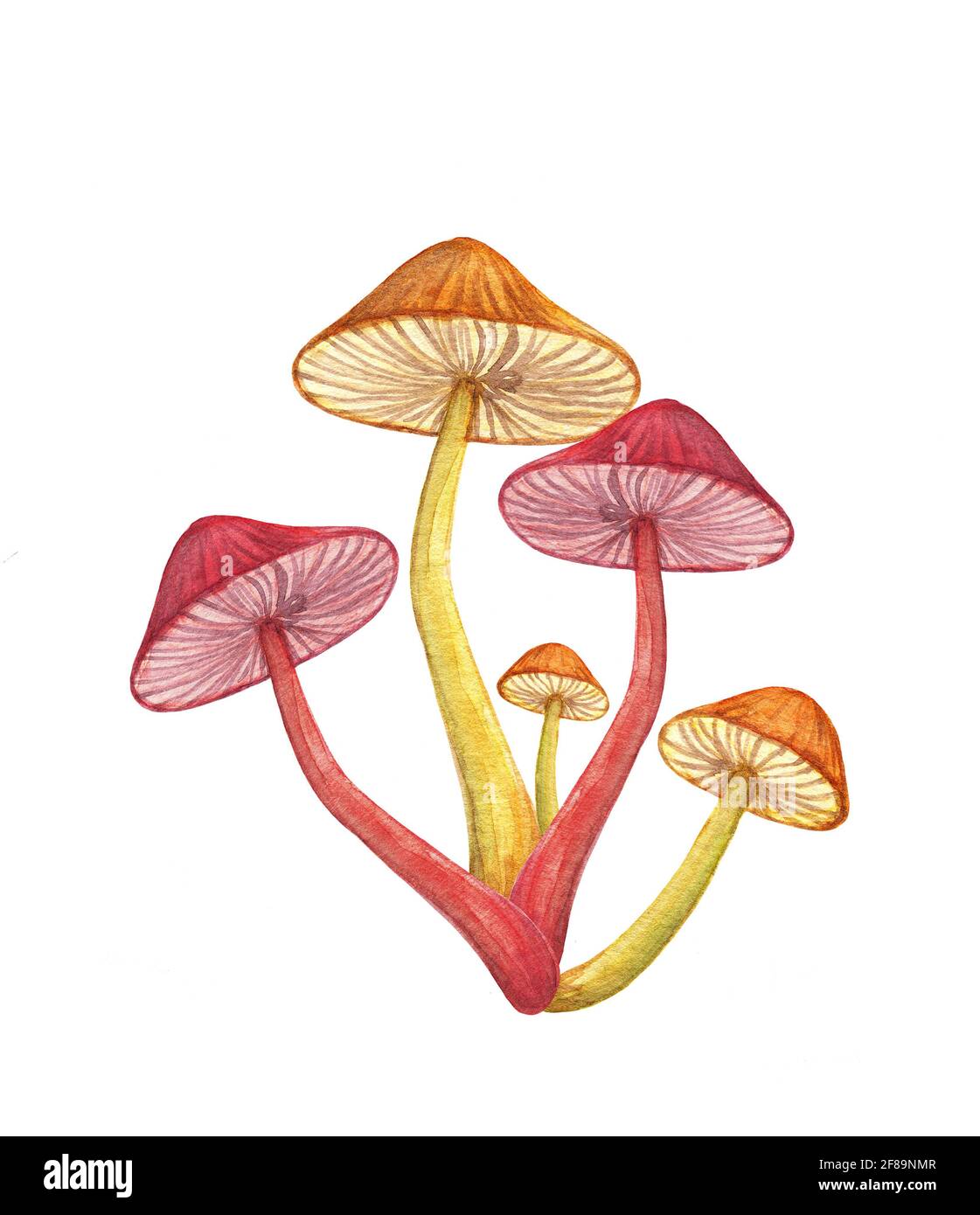Fairy tale magic mushroom Cut Out Stock Images & Pictures - Alamy