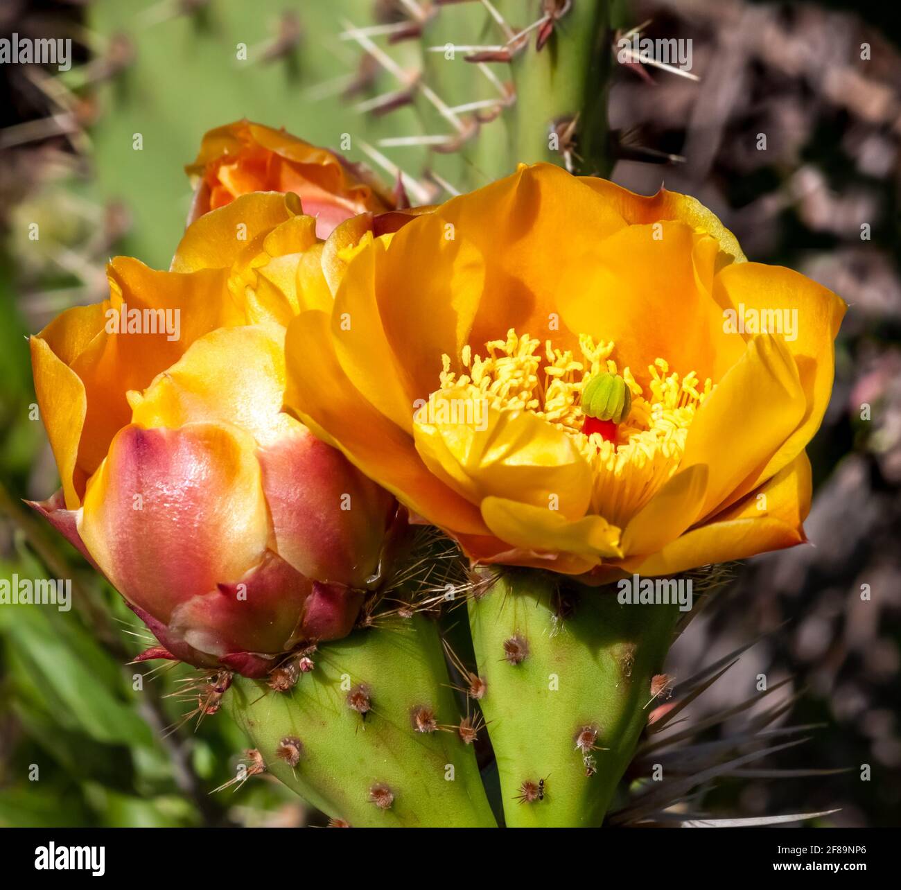 Orange Prickly Pear Cactus Flower