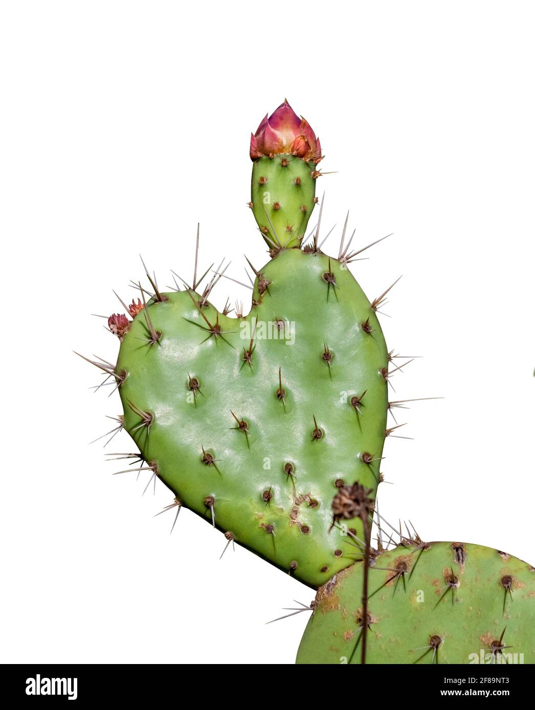 heart shaped prickly pear cactus close up isolated on a white ...
