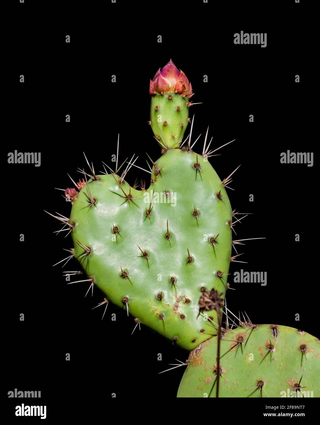 heart shaped prickly pear cactus close up isolated on a black ...