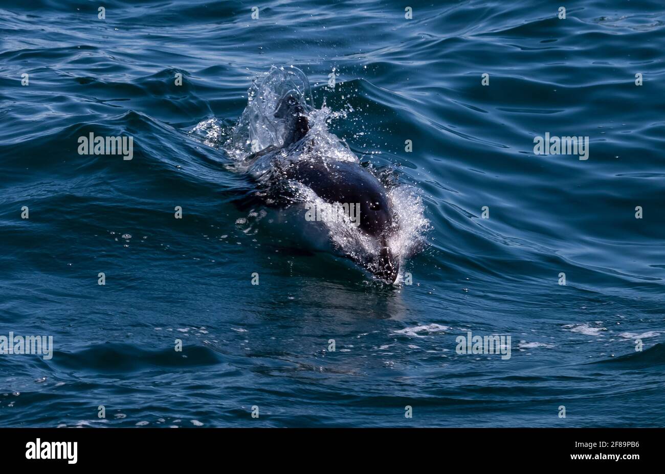 dolphin breaching the surface of the ocean creating large bubbles Stock ...