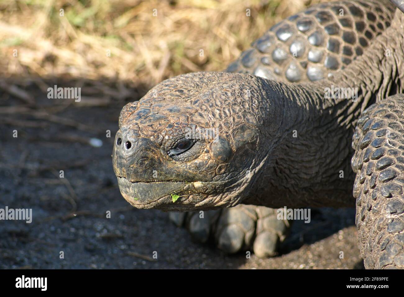 Close up of a Galapagos giant tortoise at Urbina Bay, Isabela Island ...