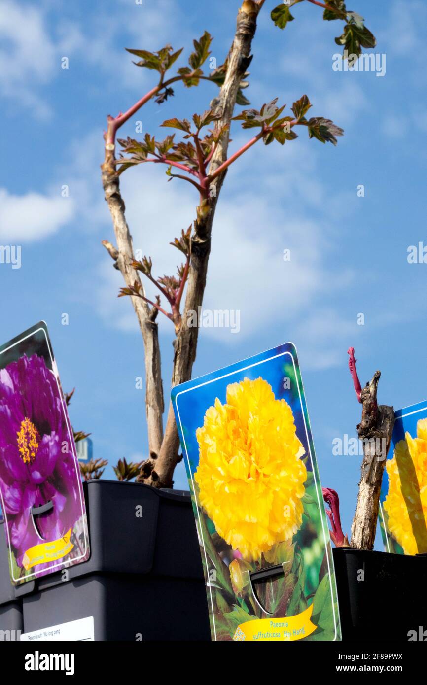 Garden centre plants Tree peony display Peonies for sale Stock Photo ...