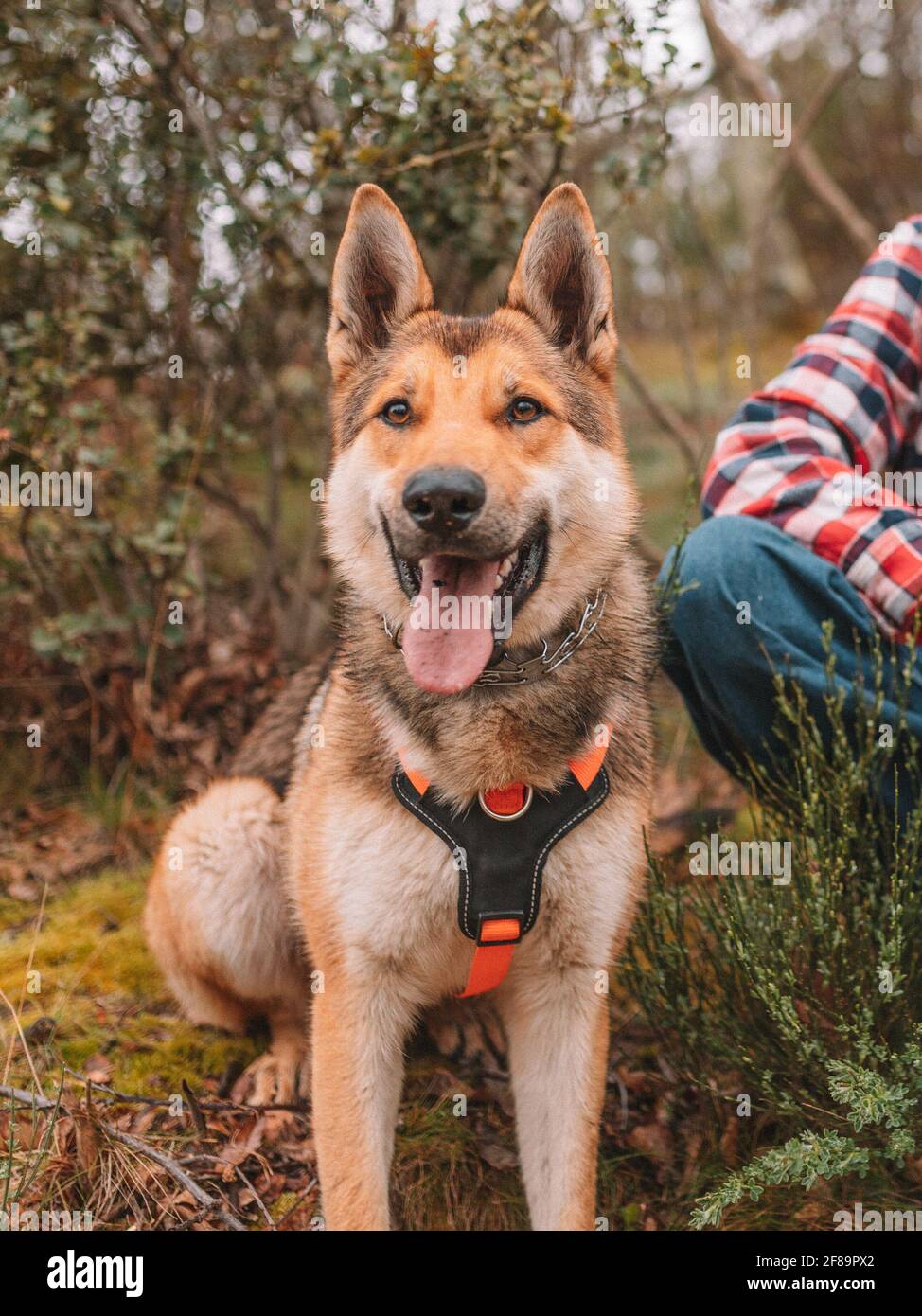 Vertical shot of a cute fluffy German Shepherd sticking its tongue out ...