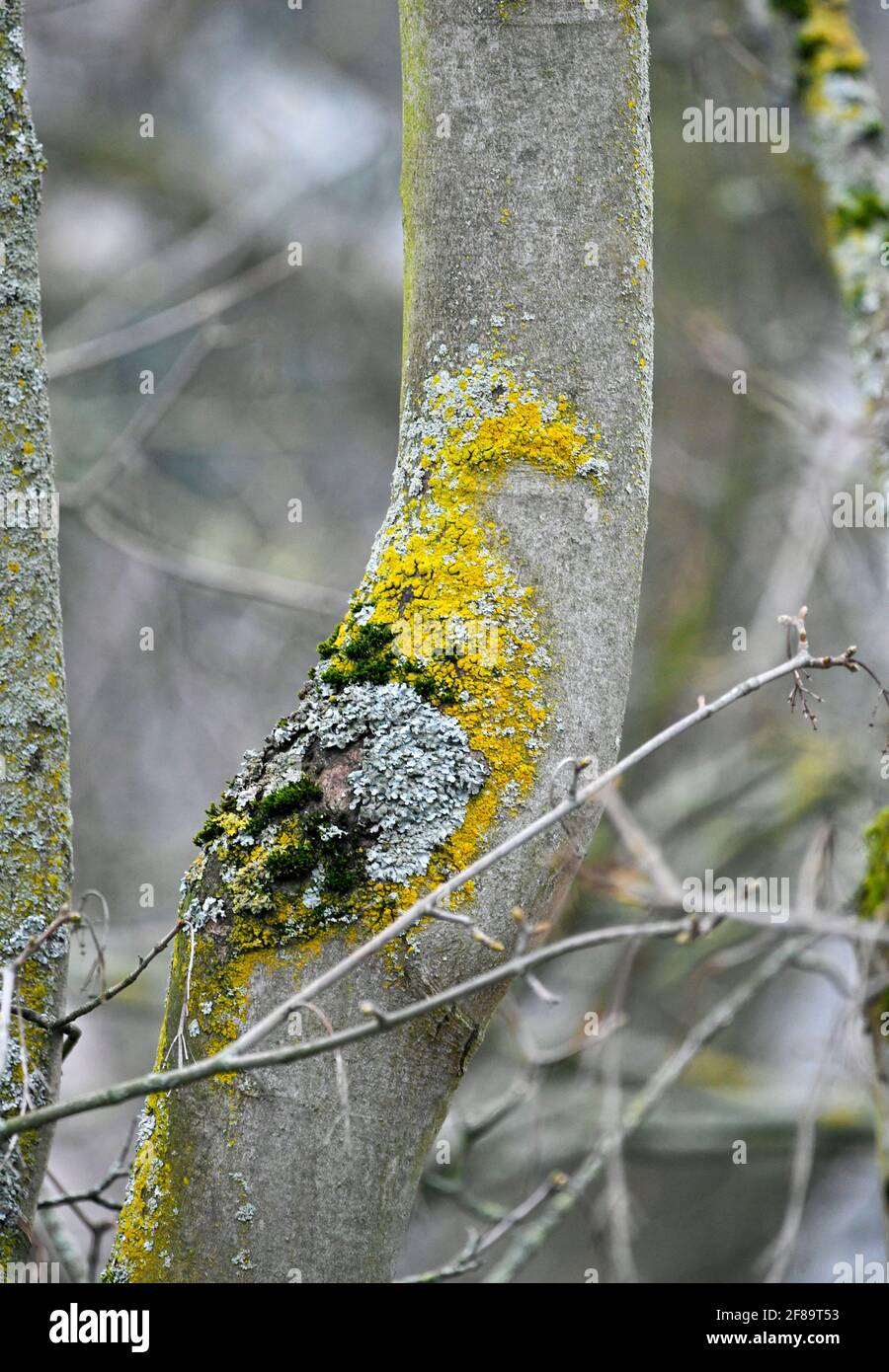 Moss infestation in the form of a duck on a tree trunk Stock Photo - Alamy