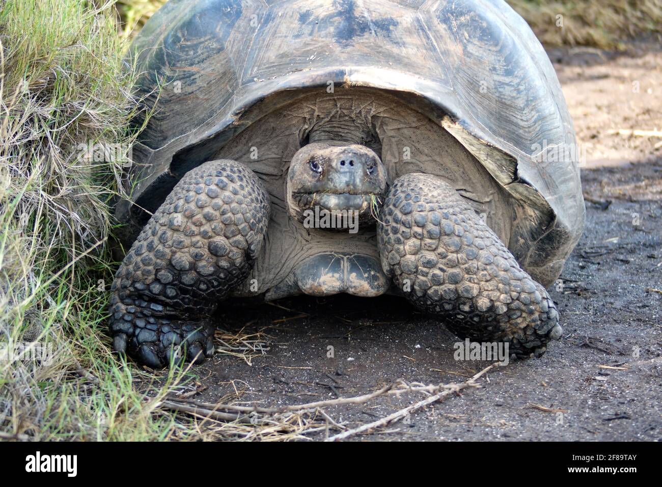 Galapagos giant tortoise at Urbina Bay, Isabela Island, Galapagos ...