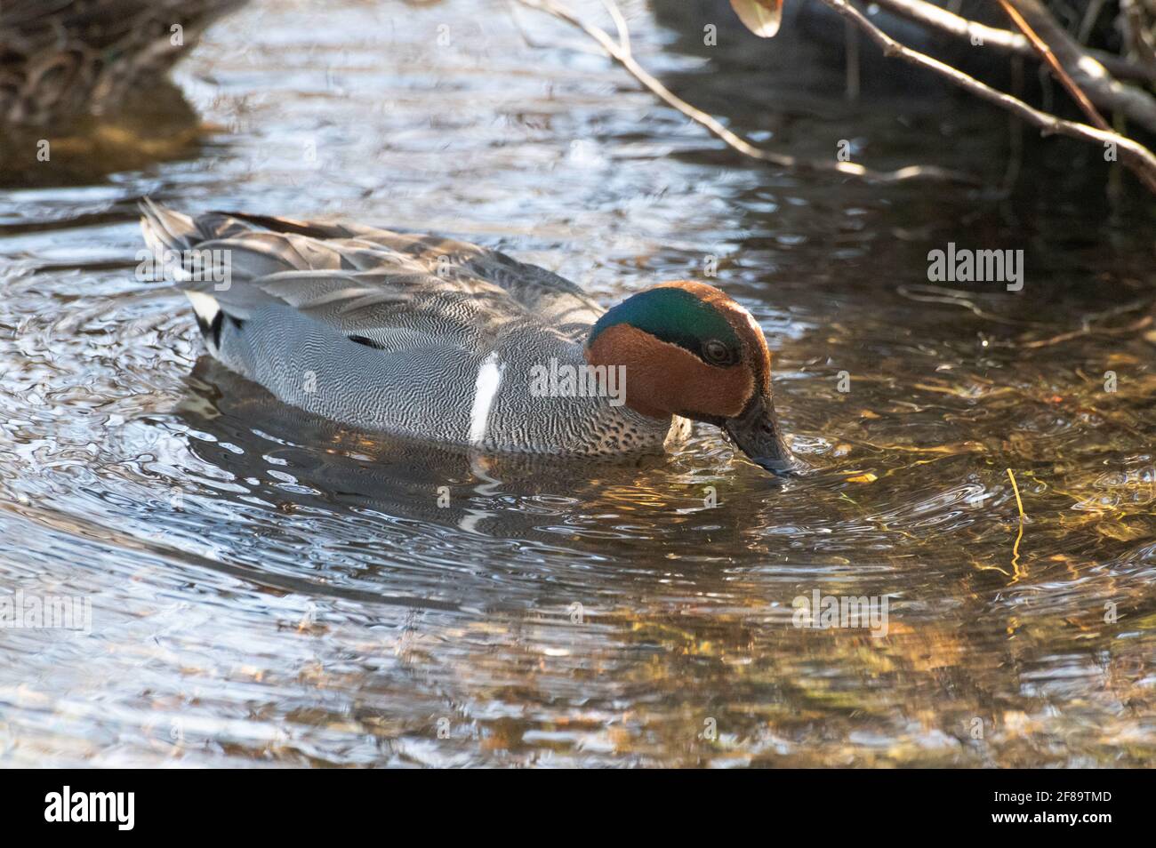 The Eurasian teal, common teal (Anas crecca) is a common and widespread ...