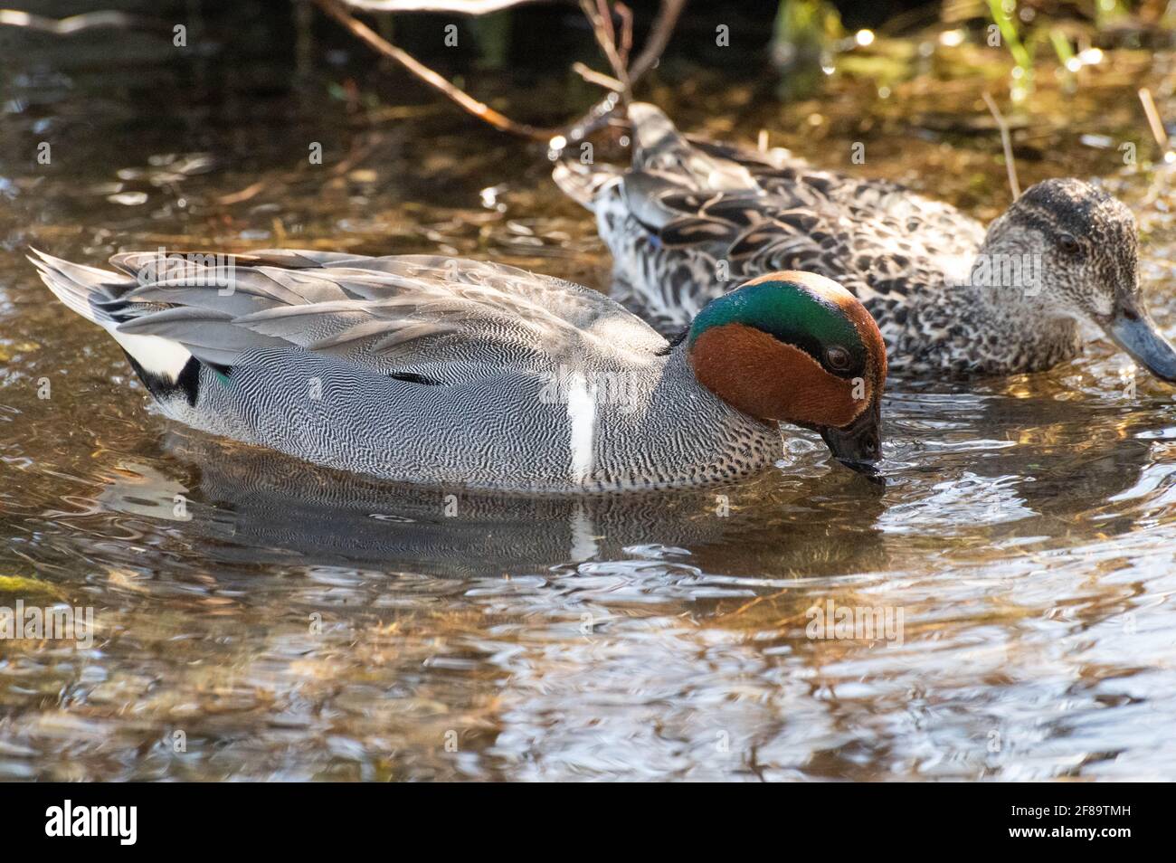 Eurasian teal britain hi-res stock photography and images - Alamy