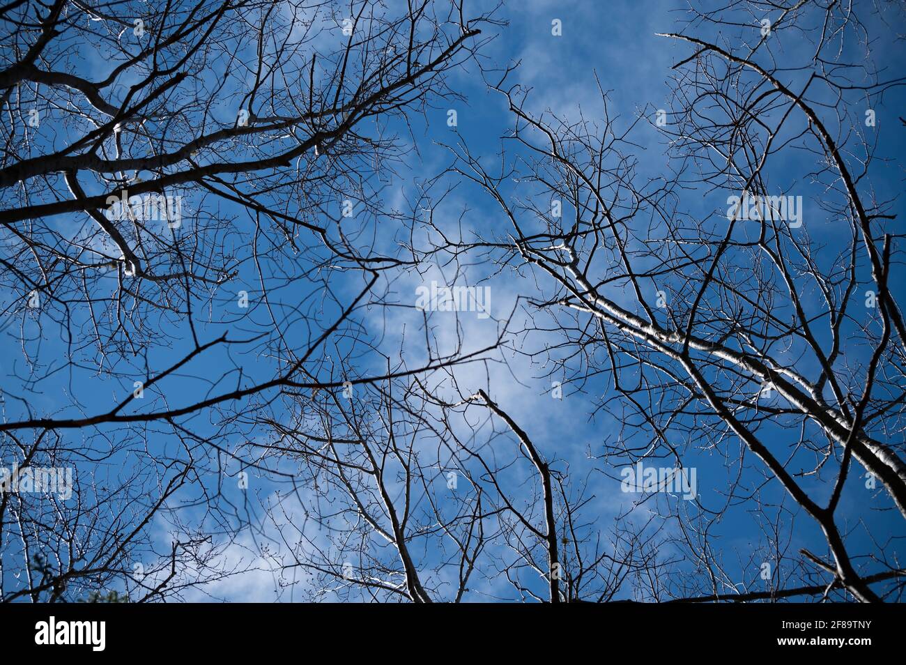 Light blue sky thru tree branches and white, long, billowy cloud with ...