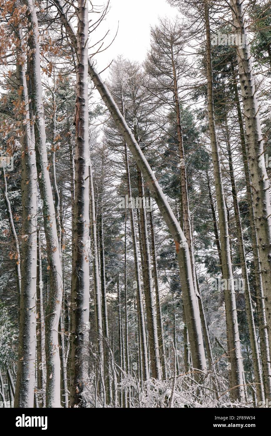 Trees half covered by snow in winter with one of them broken in half ...