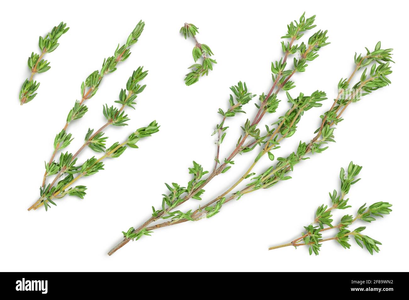 fresh thyme isolated on a white background with clipping path and full ...