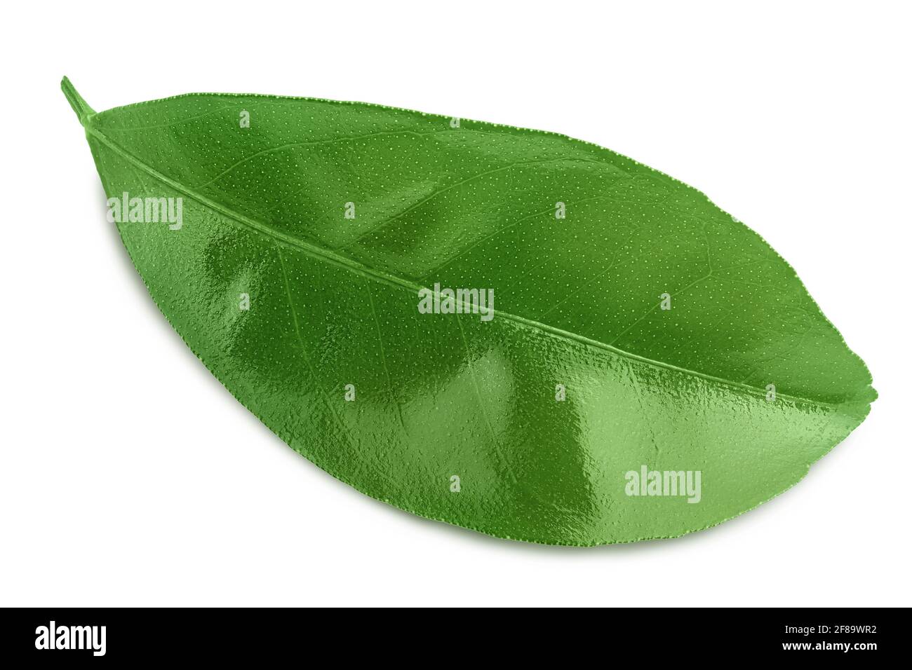 Citrus leaf isolated on white background with clipping path and full ...