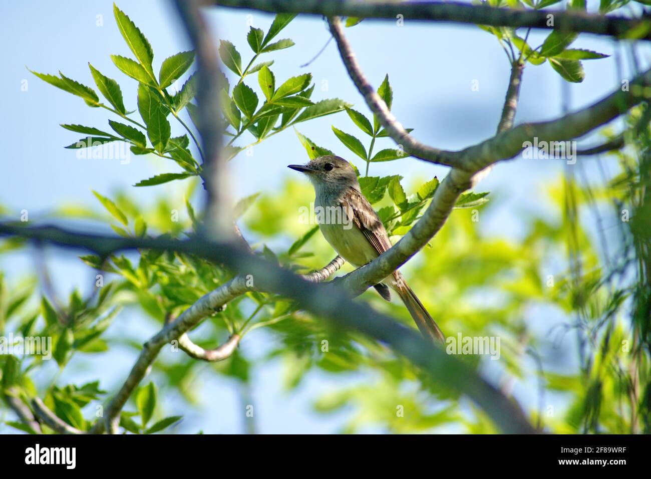 Galapagos flycatcher (Myiarchus magnirostris) at Urbina Bay, Isabela ...