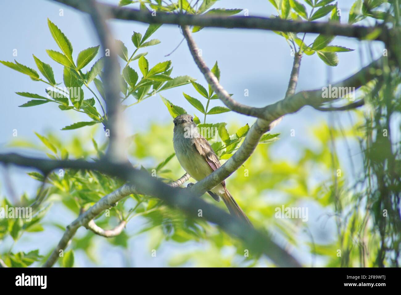Galapagos flycatcher (Myiarchus magnirostris) at Urbina Bay, Isabela ...