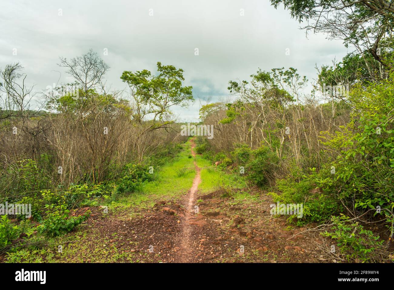 Caatinga Brazil High Resolution Stock Photography and Images - Alamy