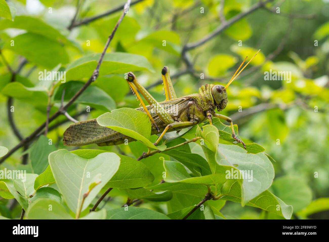 Violet winged grasshopper hi-res stock photography and images - Alamy