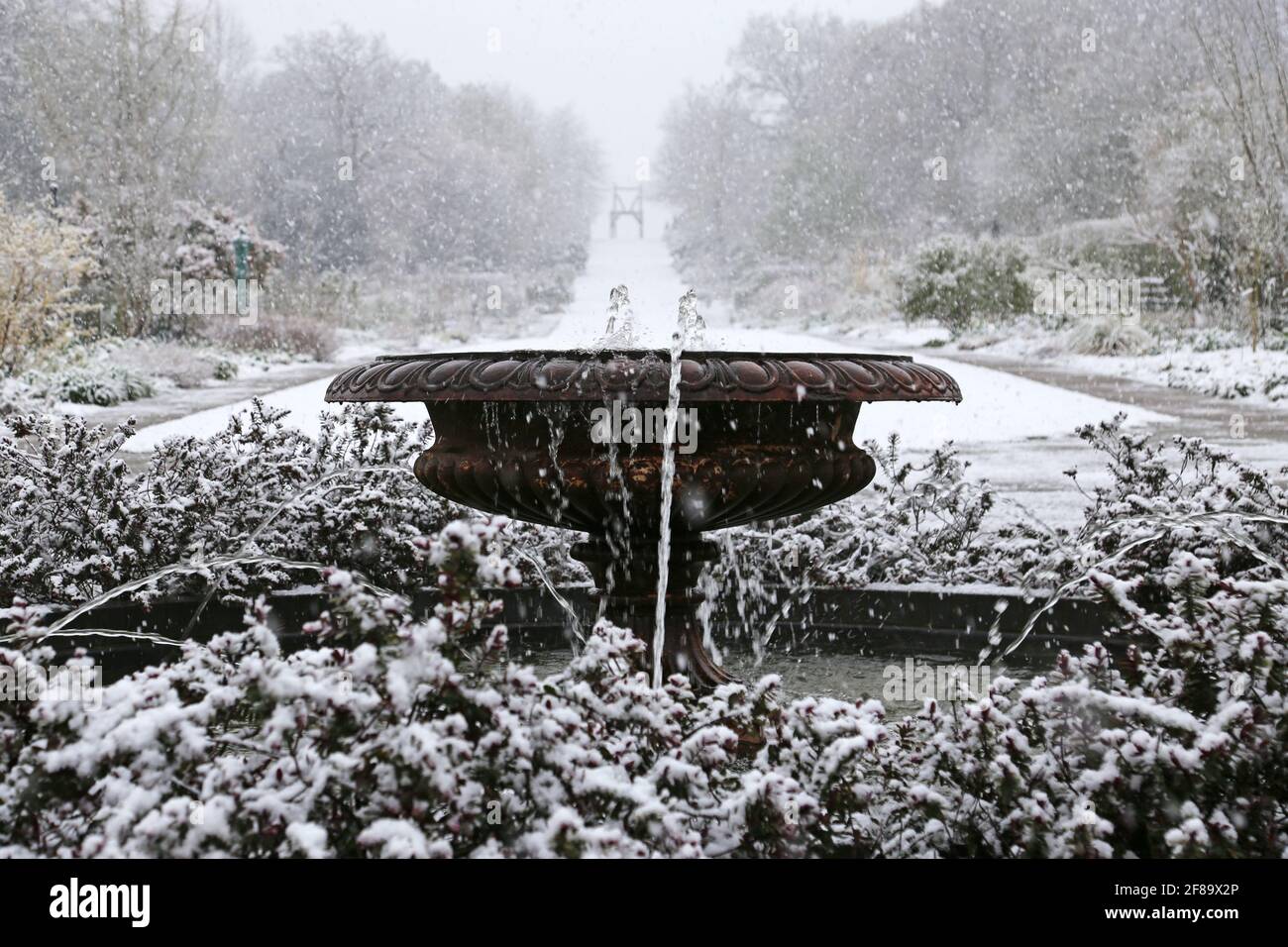 Early morning snow at Wisteria Walk, RHS Garden Wisley, Woking, Surrey ...