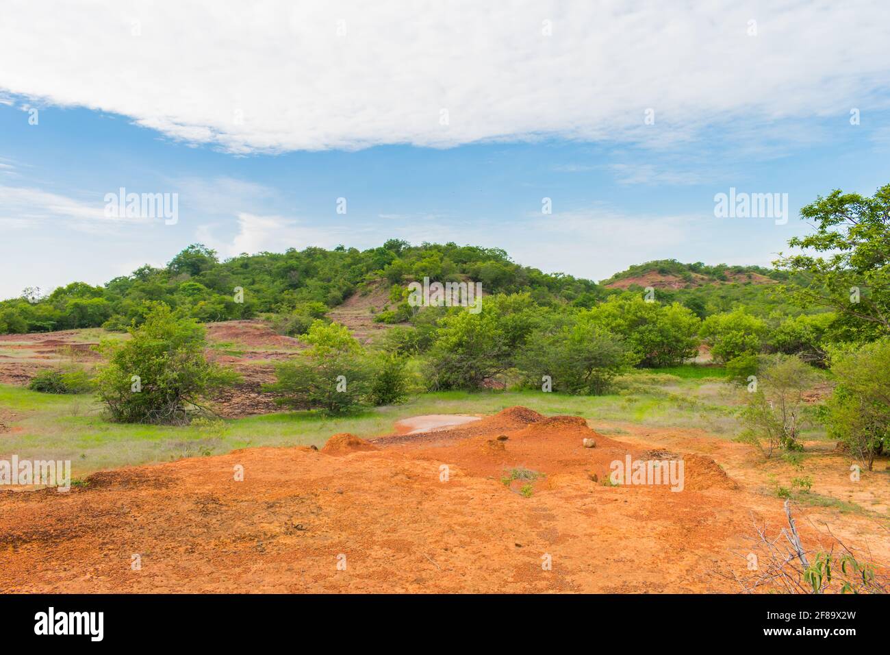 Sertao landscape in Oeiras, Piaui (Northeast Brazil Stock Photo - Alamy