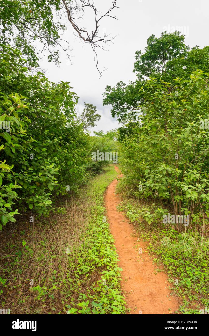 Hiking path in the caatinga forest in Oeiras, Piaui (Northeast Brazil ...