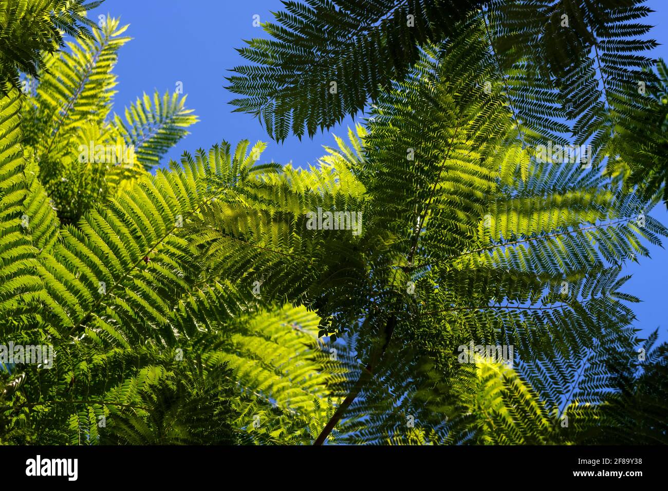Branches and leaves on a jacaranda tree Stock Photo - Alamy
