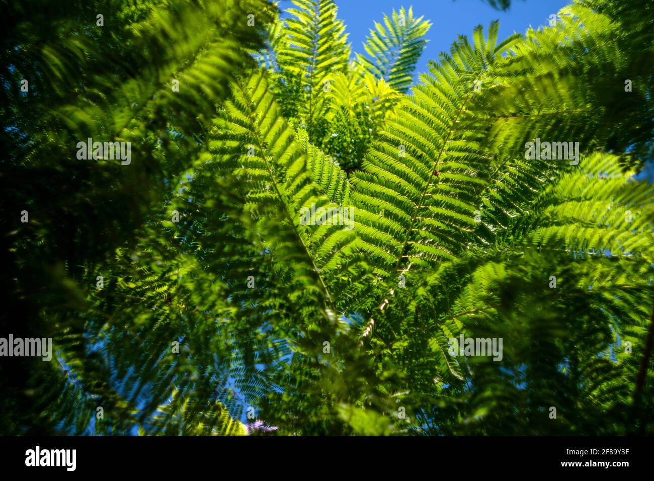 Branches and leaves on a jacaranda tree Stock Photo - Alamy