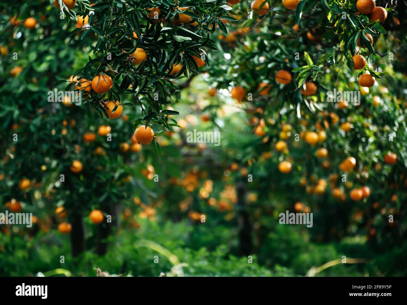 Tangerine green garden Stock Photo - Alamy