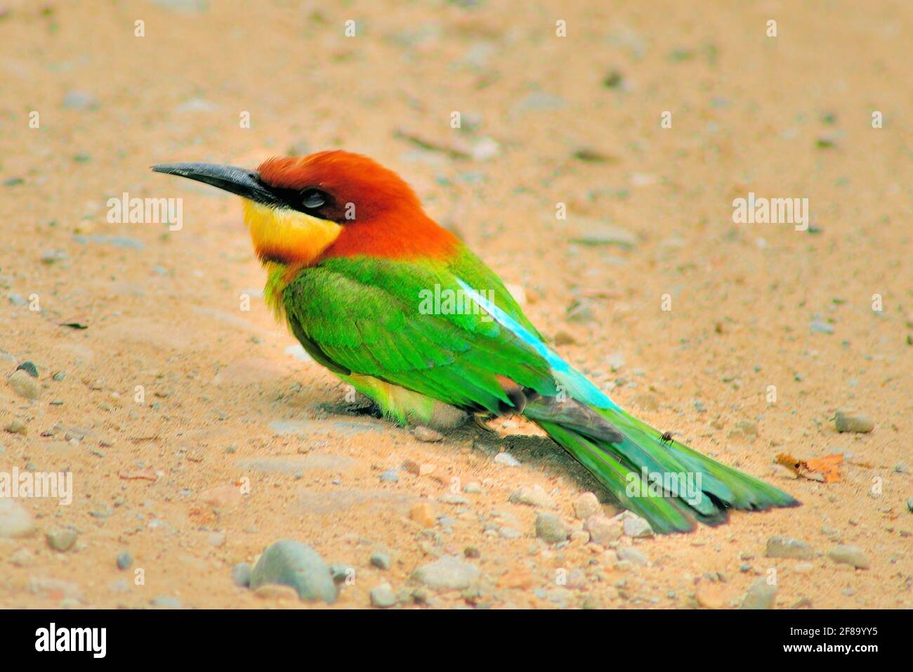 India Orientalis High Resolution Stock Photography and Images - Alamy