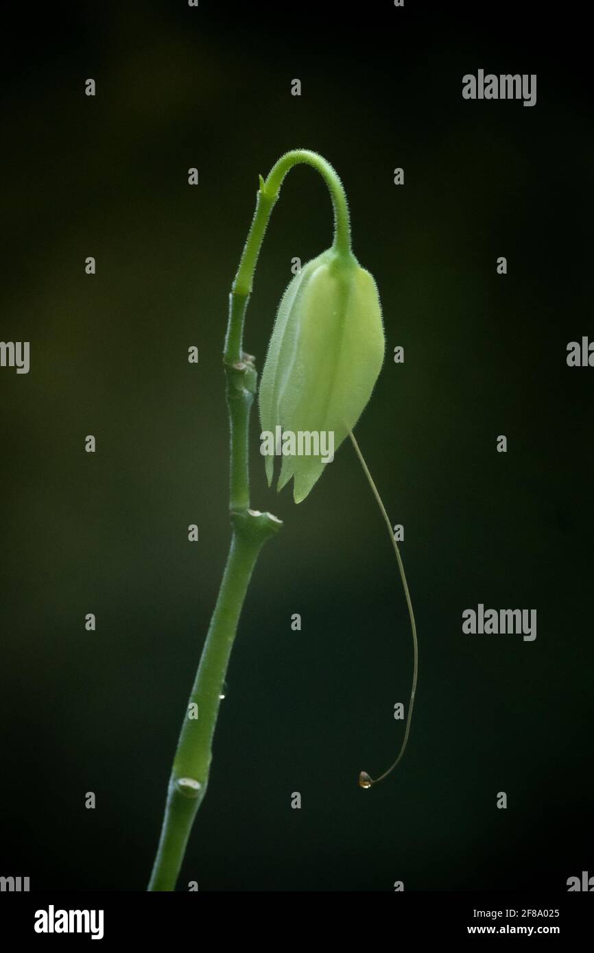 Vine bud drop hi-res stock photography and images - Alamy