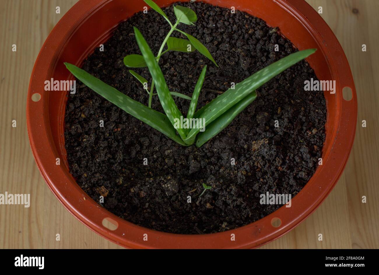 Top view shot of a green flowering plant growing in a brown pot Stock ...