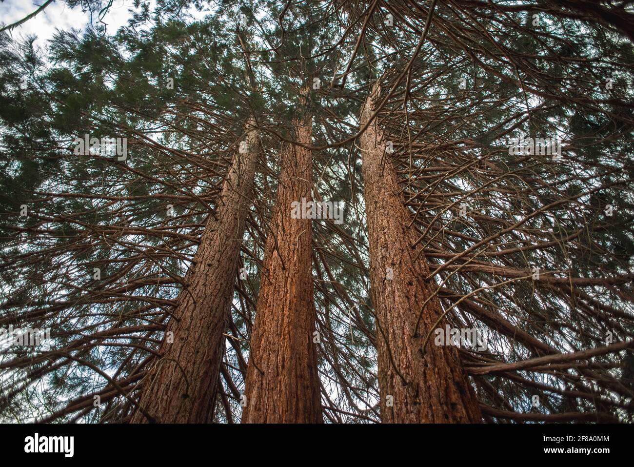 Big wood trees hi-res stock photography and images - Alamy