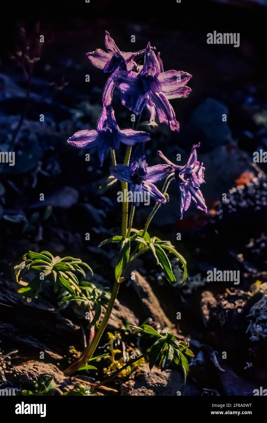 Exploring alaska photo hi-res stock photography and images - Alamy