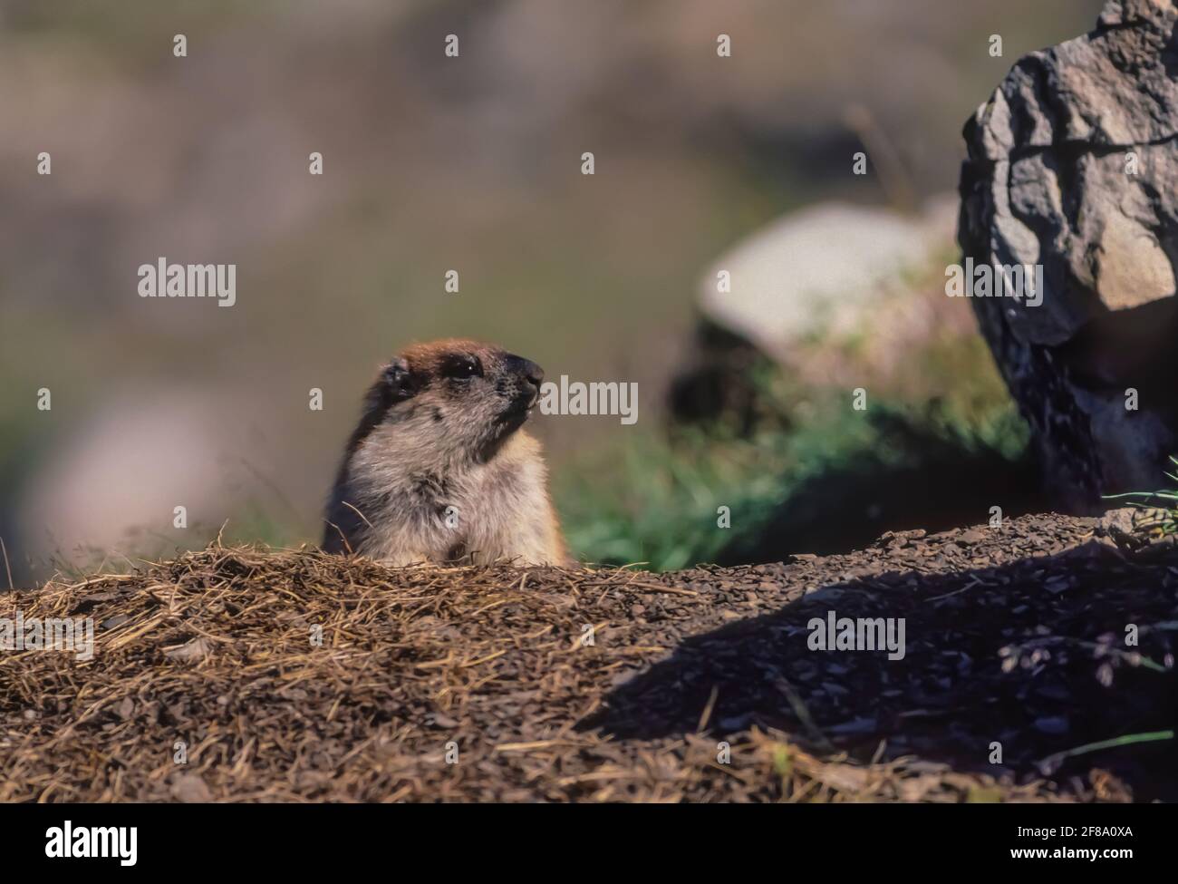 Alaska Marmot, Marmota broweri, at its burrow, Gates of the Arctic ...