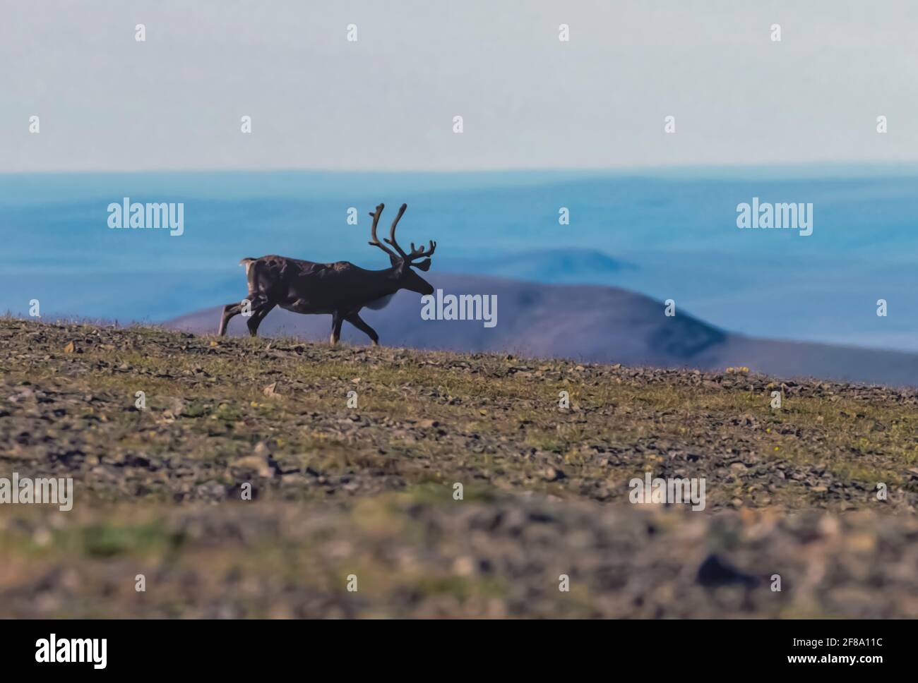 Arctic national park caribou hi-res stock photography and images - Alamy