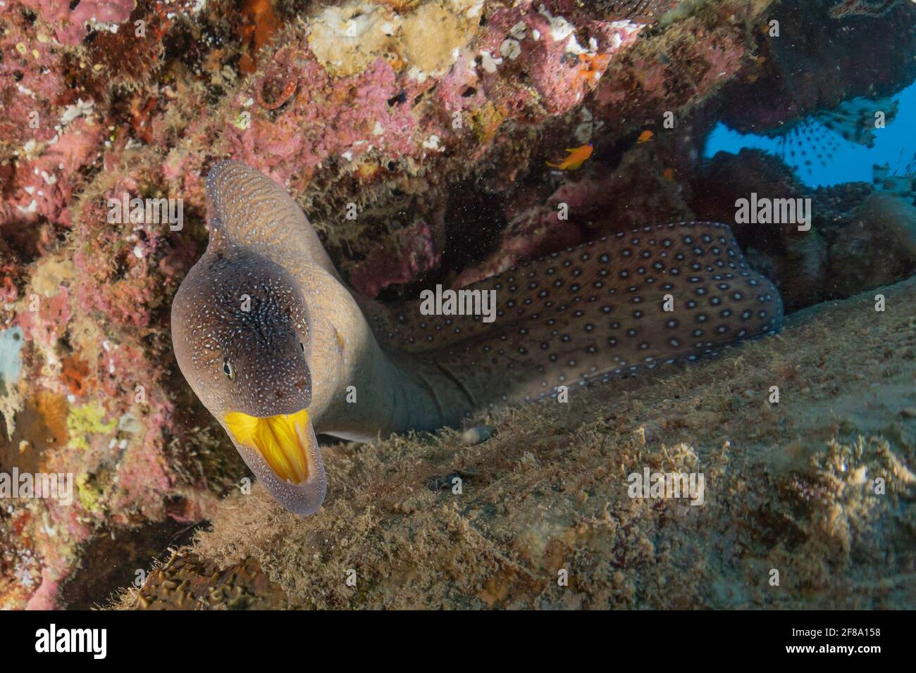 Rock Eel High Resolution Stock Photography and Images - Alamy