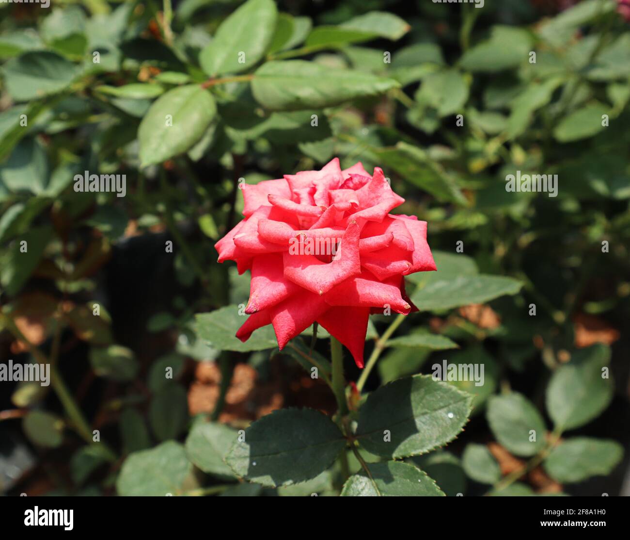 Dark pink rose hi-res stock photography and images - Alamy