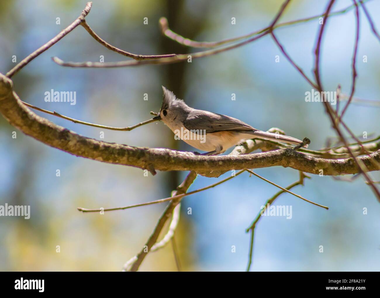 Tufted feathers hi-res stock photography and images - Alamy