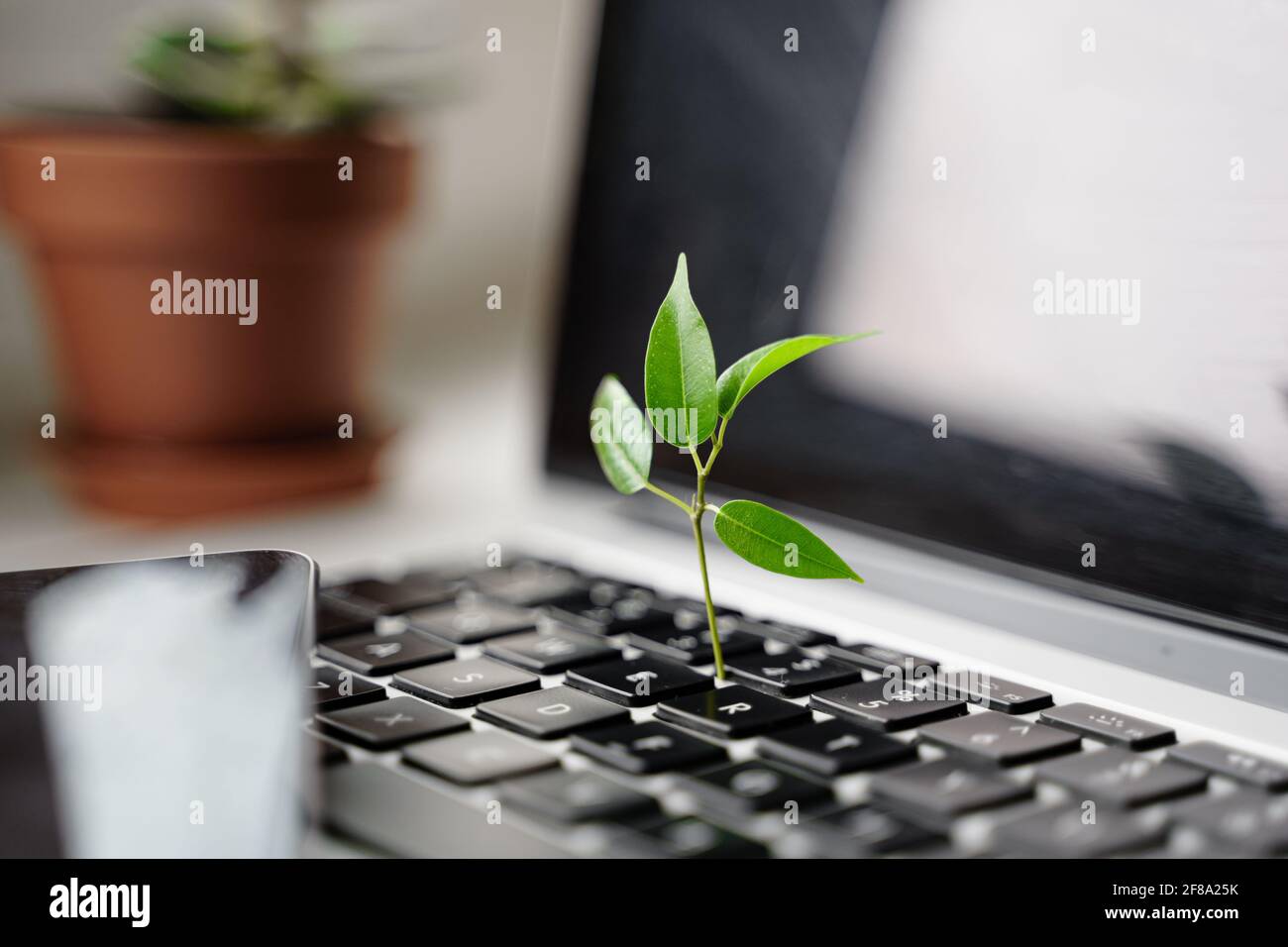 Laptop keyboard with plant growing on it. Green IT computing concept ...