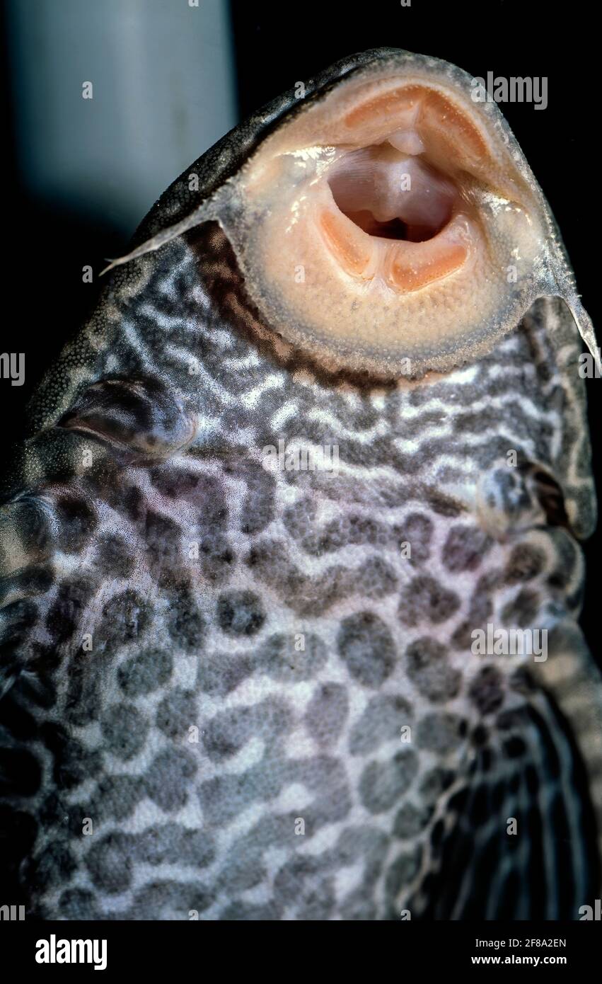Catfish Aquarium High Resolution Stock Photography and Images - Alamy