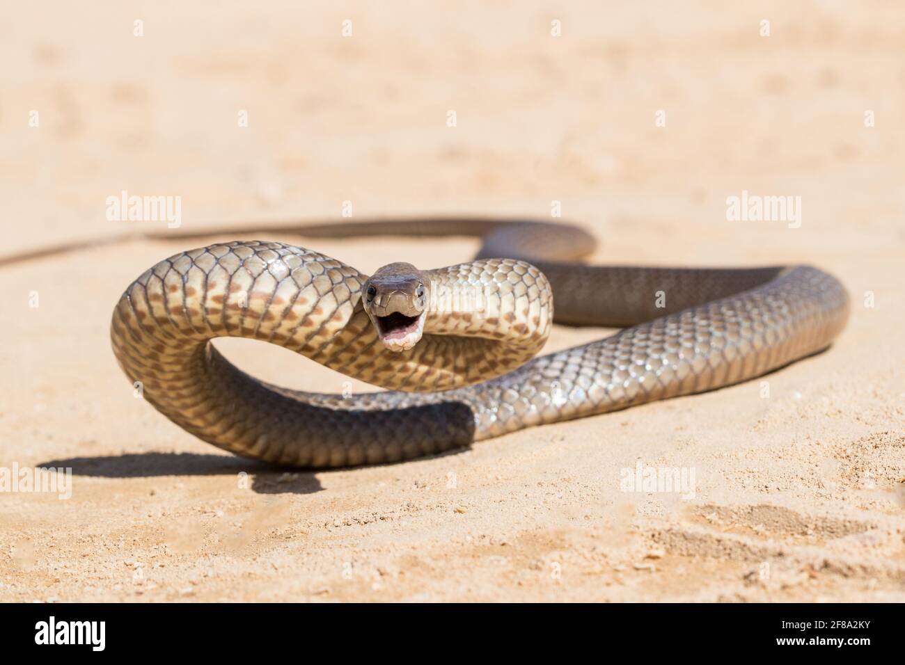 Australia Eastern Brown Snake High Resolution Stock Photography and ...