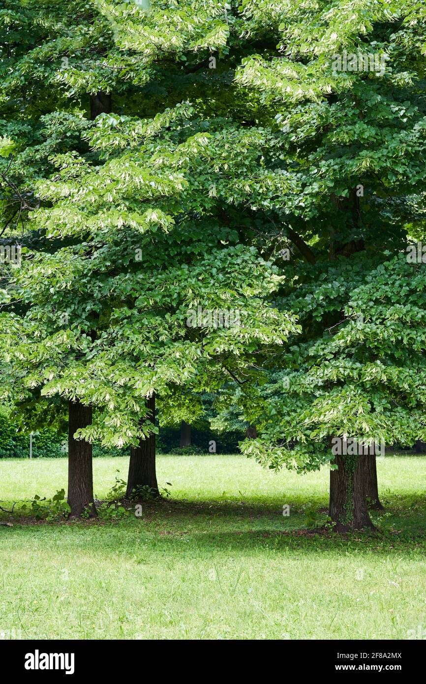 High lea park hi-res stock photography and images - Alamy