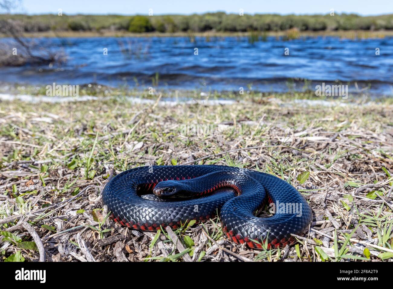 Red bellied black snake hi-res stock photography and images - Alamy
