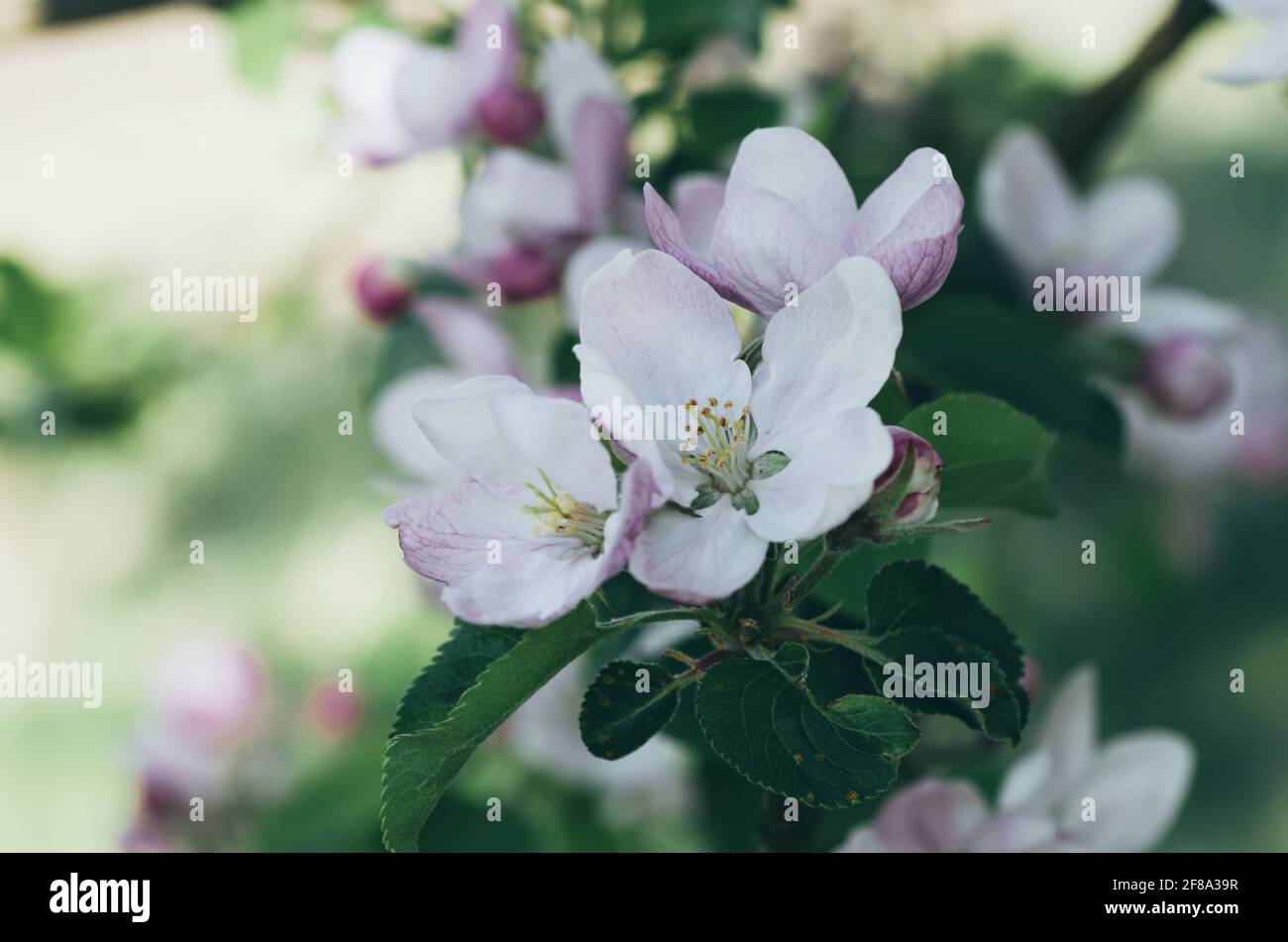 Apple tree flower Stock Photo - Alamy
