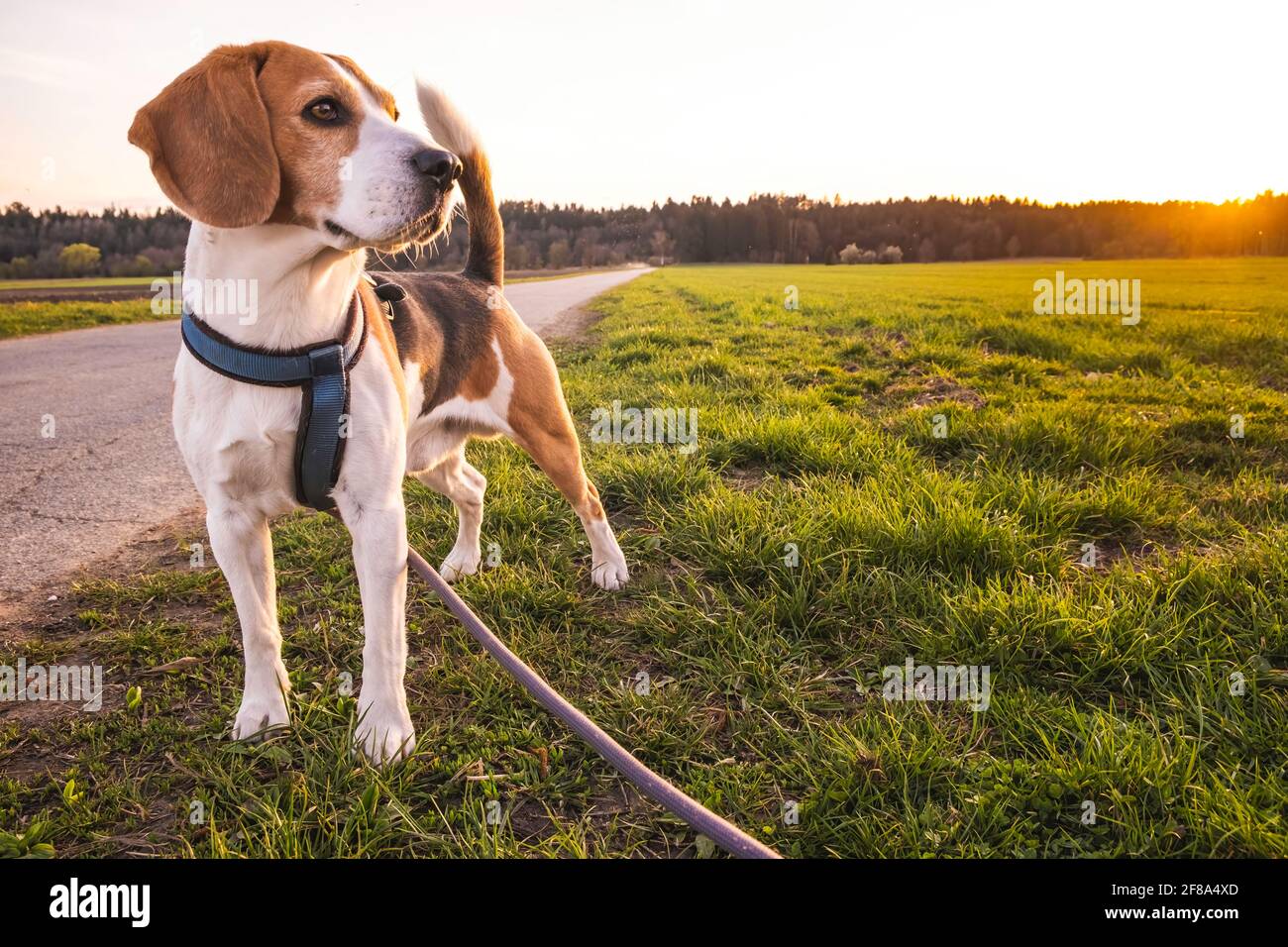 Beagle standing field hi-res stock photography and images - Alamy