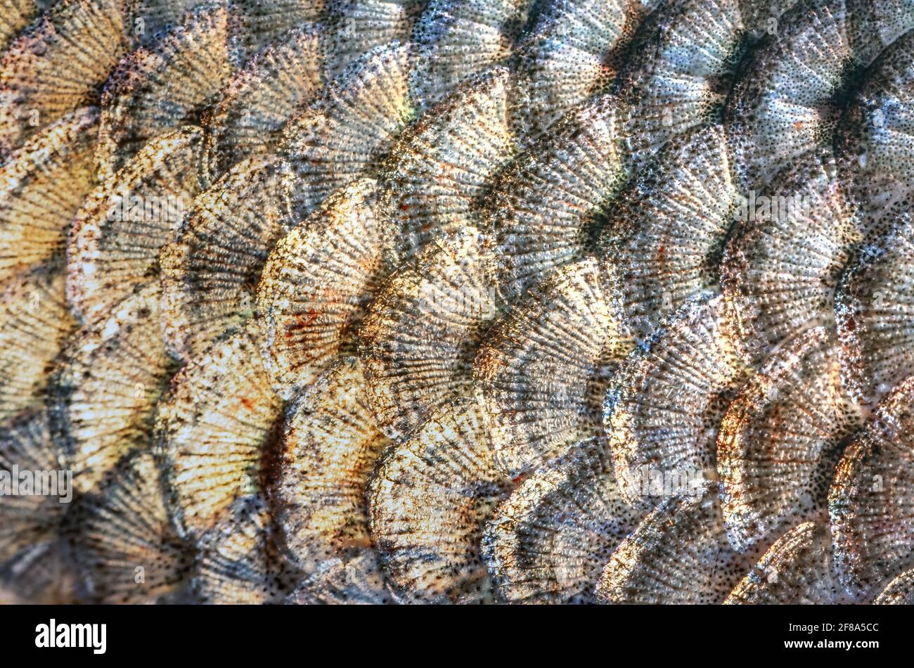 Common Carp Cyprinus Carpio High Resolution Stock Photography and ...